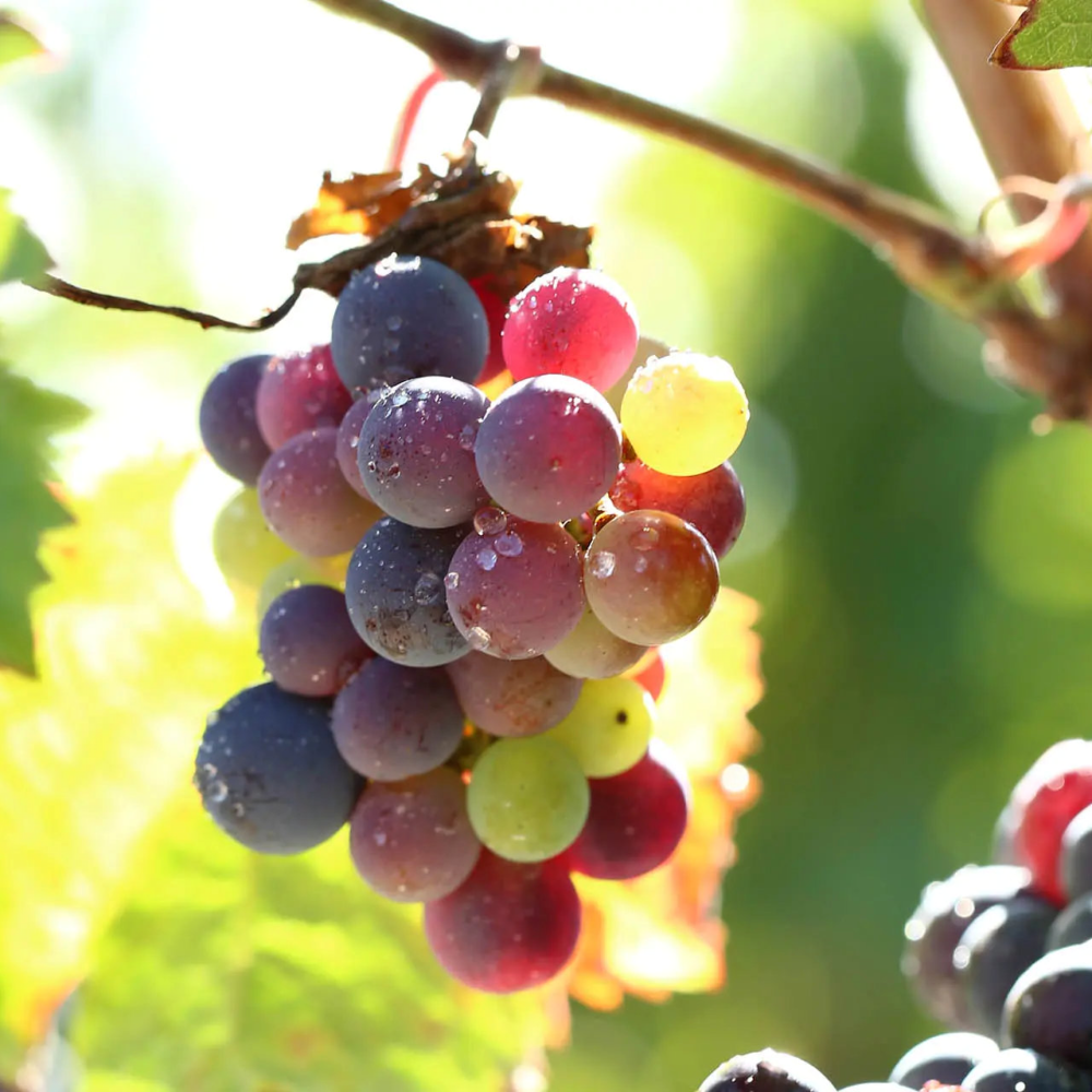 Saperavi Wines: Discover Georgia's Bold, Full-Bodied Red – Triangle ...